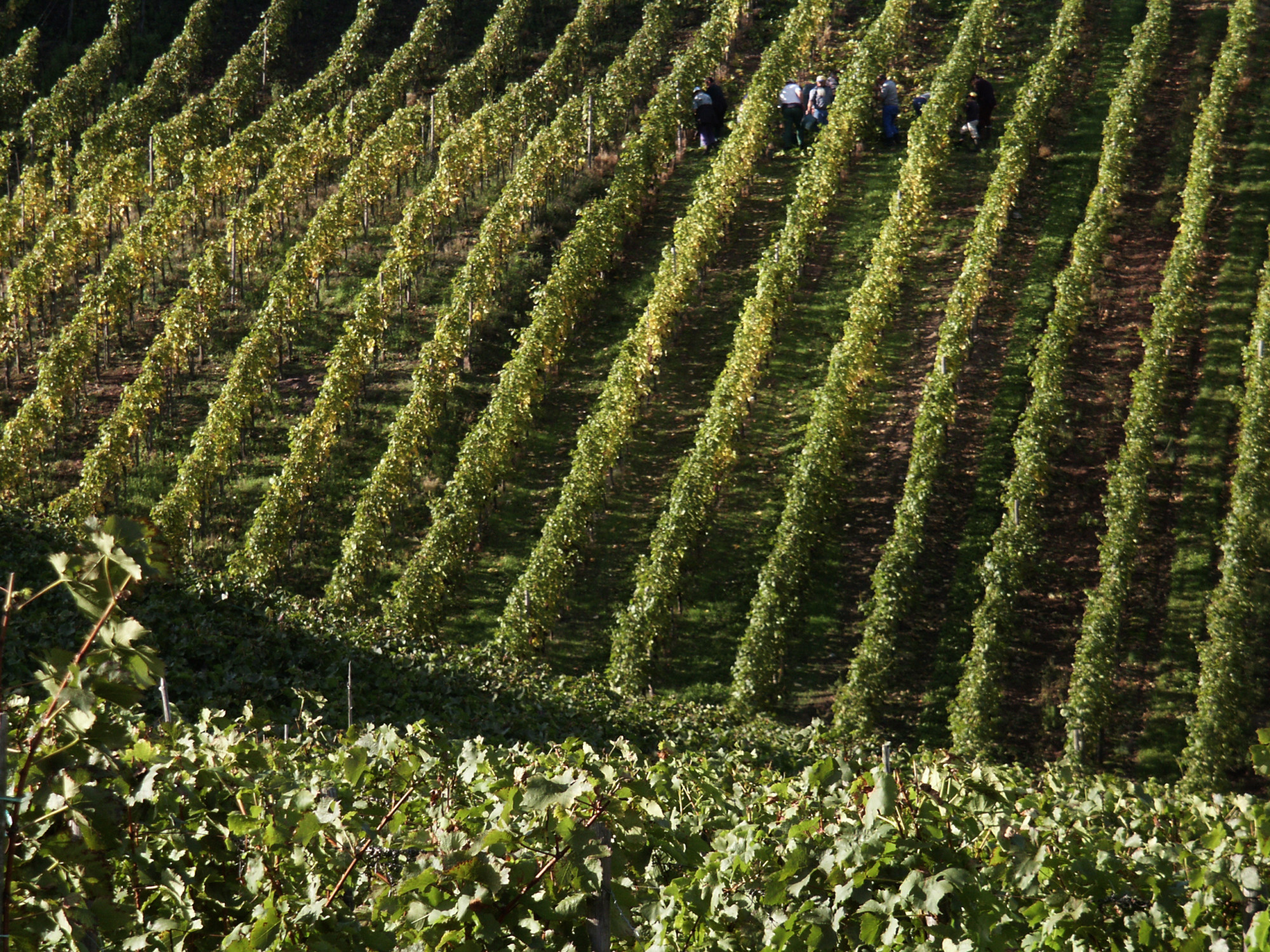 Vignobles - Visit Remich